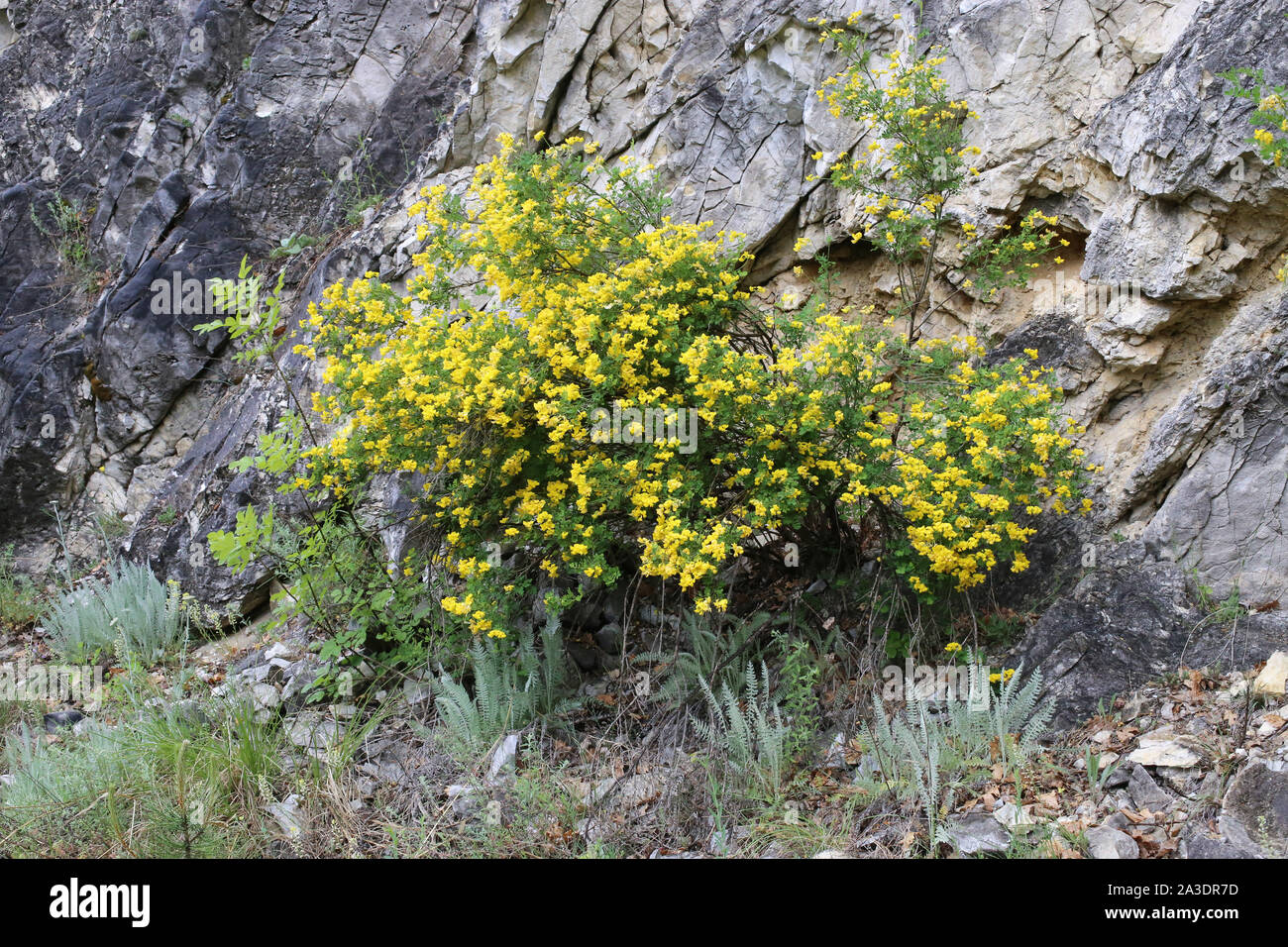 Hippocrepis Emerus Stockfotos und -bilder Kaufen - Alamy