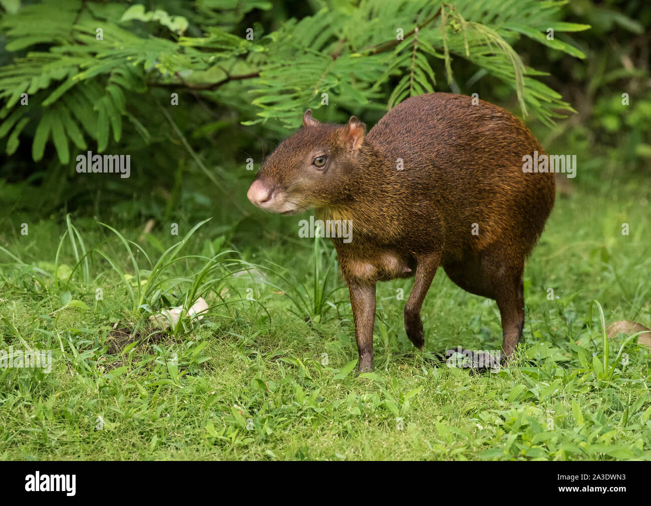 Costa rica aguti -Fotos und -Bildmaterial in hoher Auflösung – Alamy