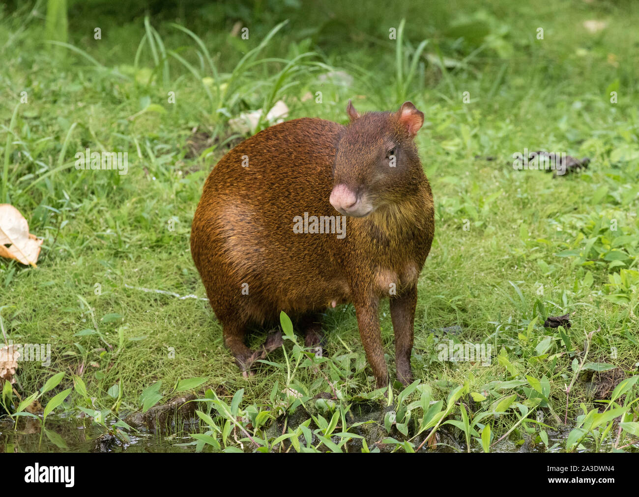 Costa rica aguti -Fotos und -Bildmaterial in hoher Auflösung – Alamy