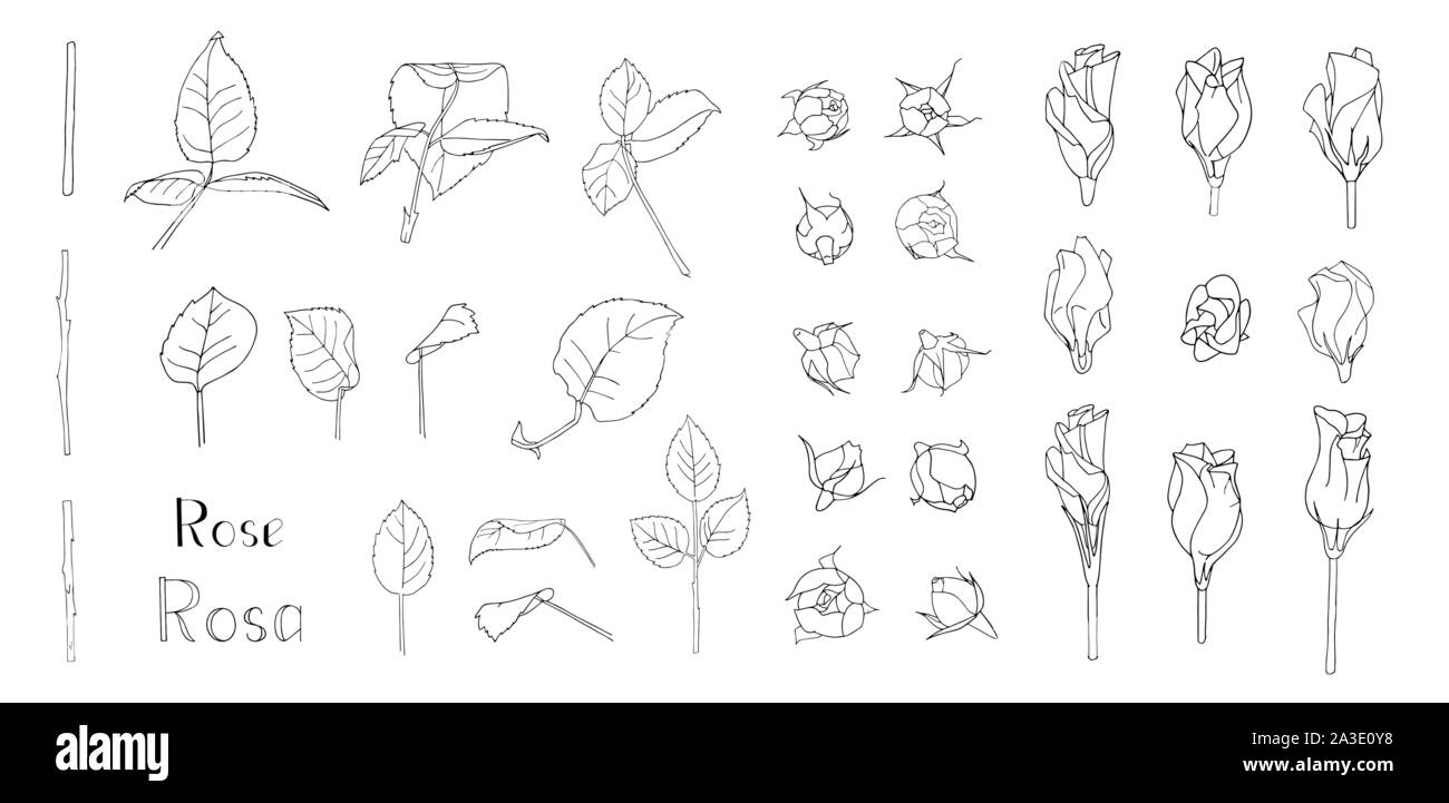 Vector Illustration. Großer Satz von Hand gezeichnet florale Elemente ...