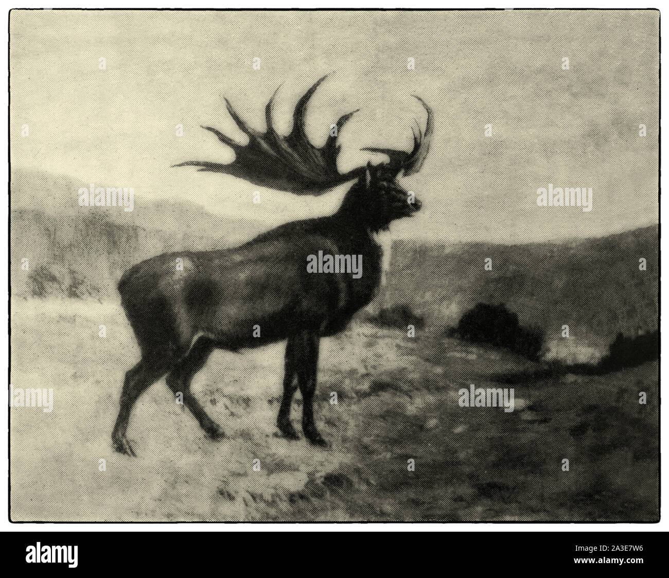Die irische Elch (Megaloceros giganteus) auch die riesige Rotwild oder ...