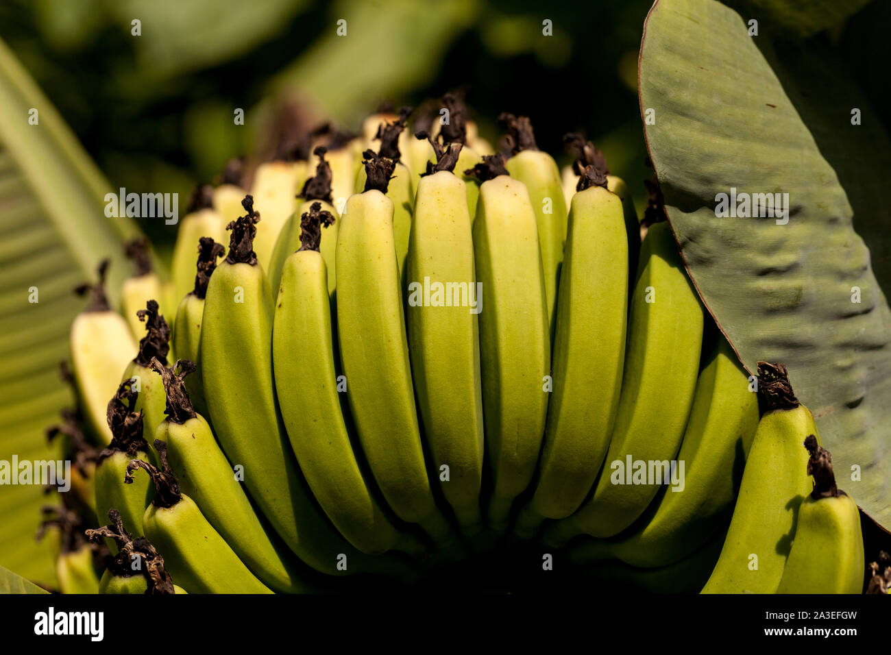 Super Dwarf Cavendish Banane Obst Musa zugespitzt in einer organischen ...