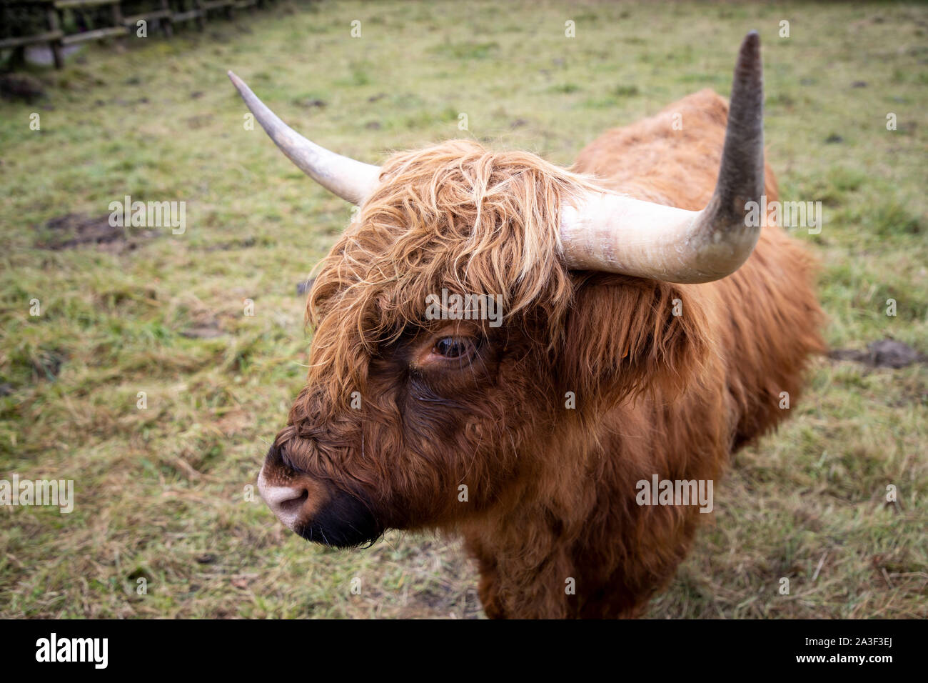 Galloway rinderherbst -Fotos und -Bildmaterial in hoher Auflösung – Alamy