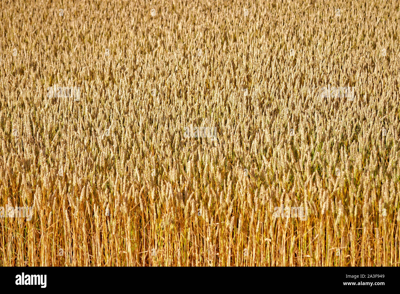 Bauernhof weizen -Fotos und -Bildmaterial in hoher Auflösung – Alamy