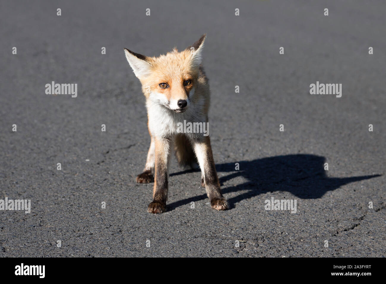 Neugieriges tier -Fotos und -Bildmaterial in hoher Auflösung – Alamy