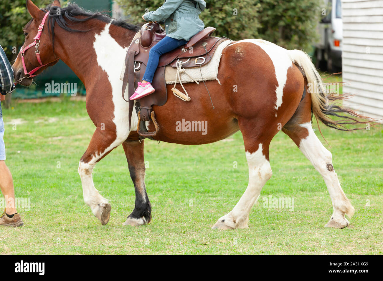 Pferdebein kastanie -Fotos und -Bildmaterial in hoher Auflösung – Alamy