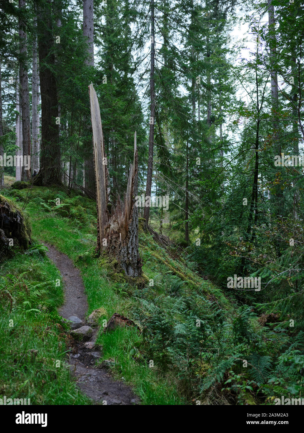 Eine zerbrochene tanne stamm in der Spaziergang im Wald bei Plodda ...