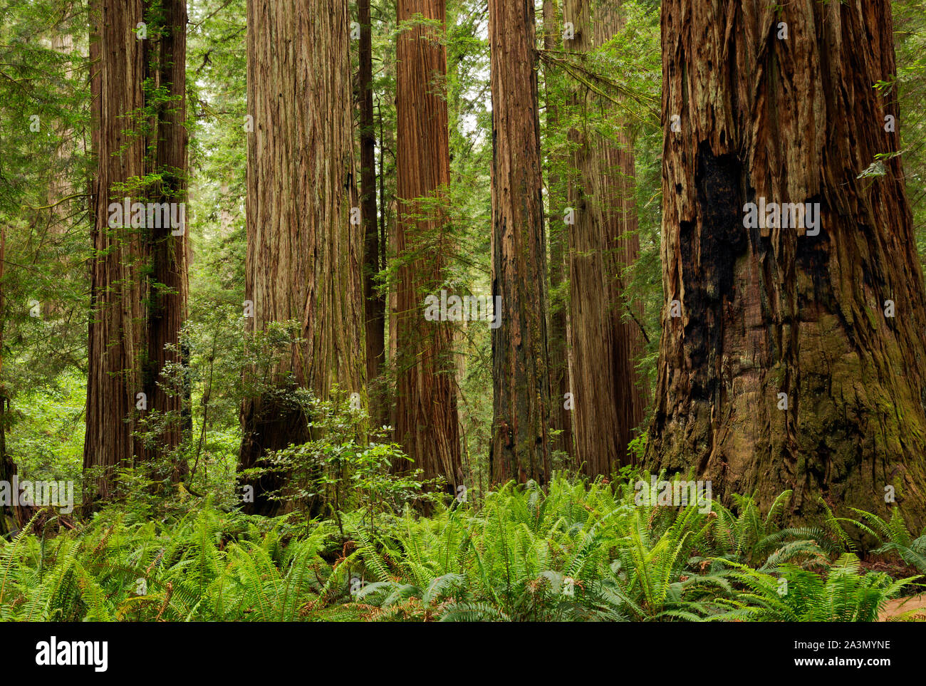 Redwoods State und Nationalparks Stockfotos und -bilder Kaufen - Alamy