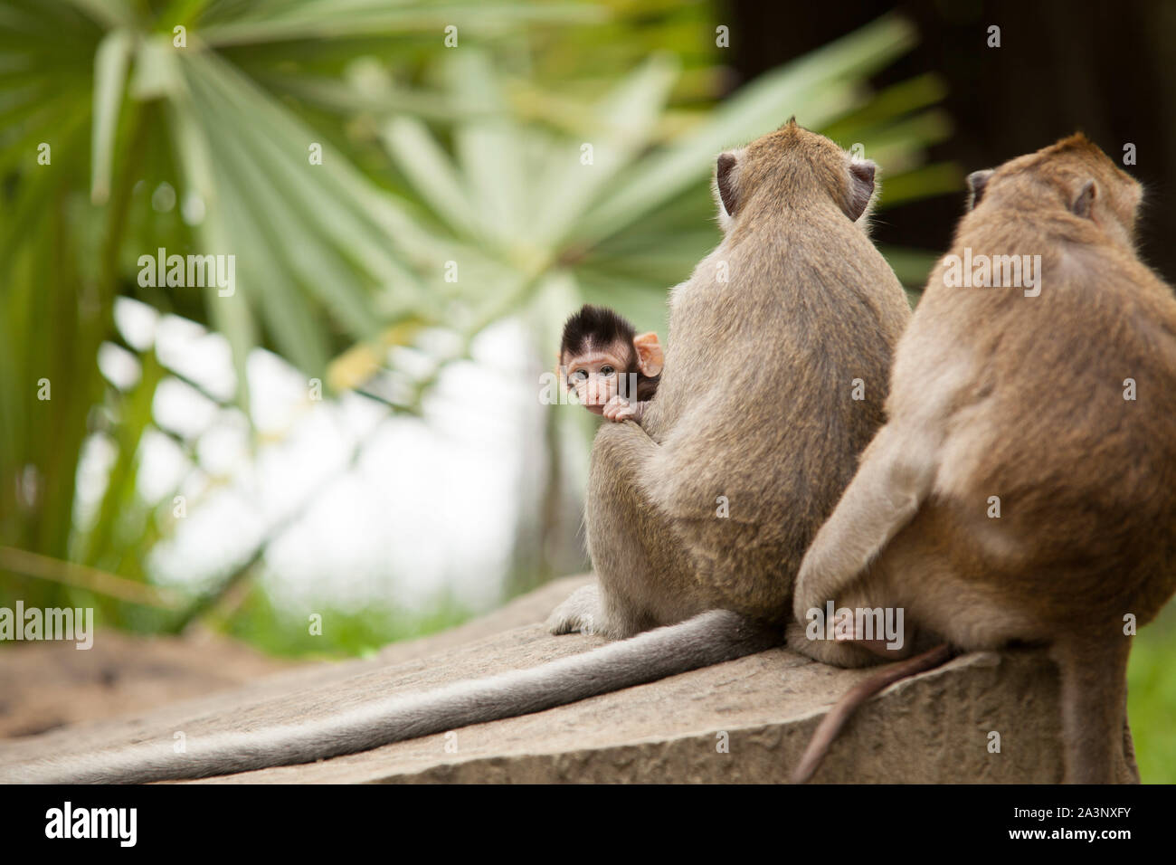 Junger affe -Fotos und -Bildmaterial in hoher Auflösung – Alamy