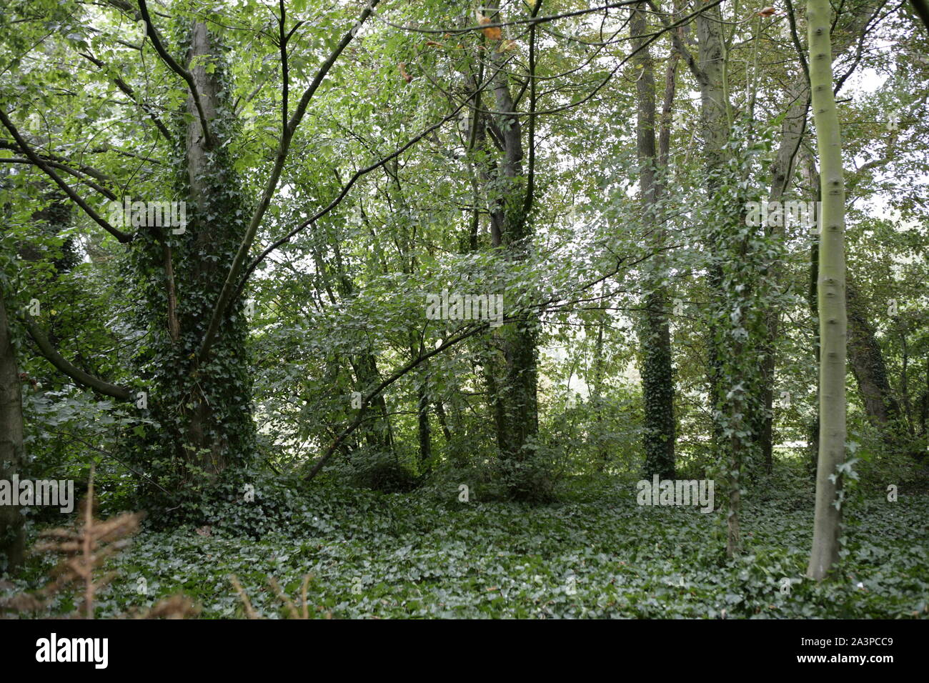 Uraltes unterholz -Fotos und -Bildmaterial in hoher Auflösung – Alamy
