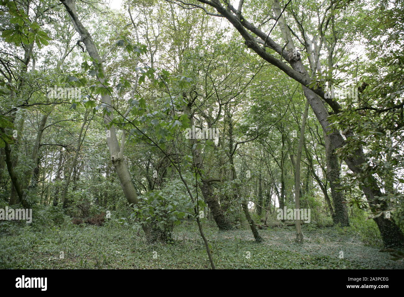 Uraltes unterholz -Fotos und -Bildmaterial in hoher Auflösung – Alamy