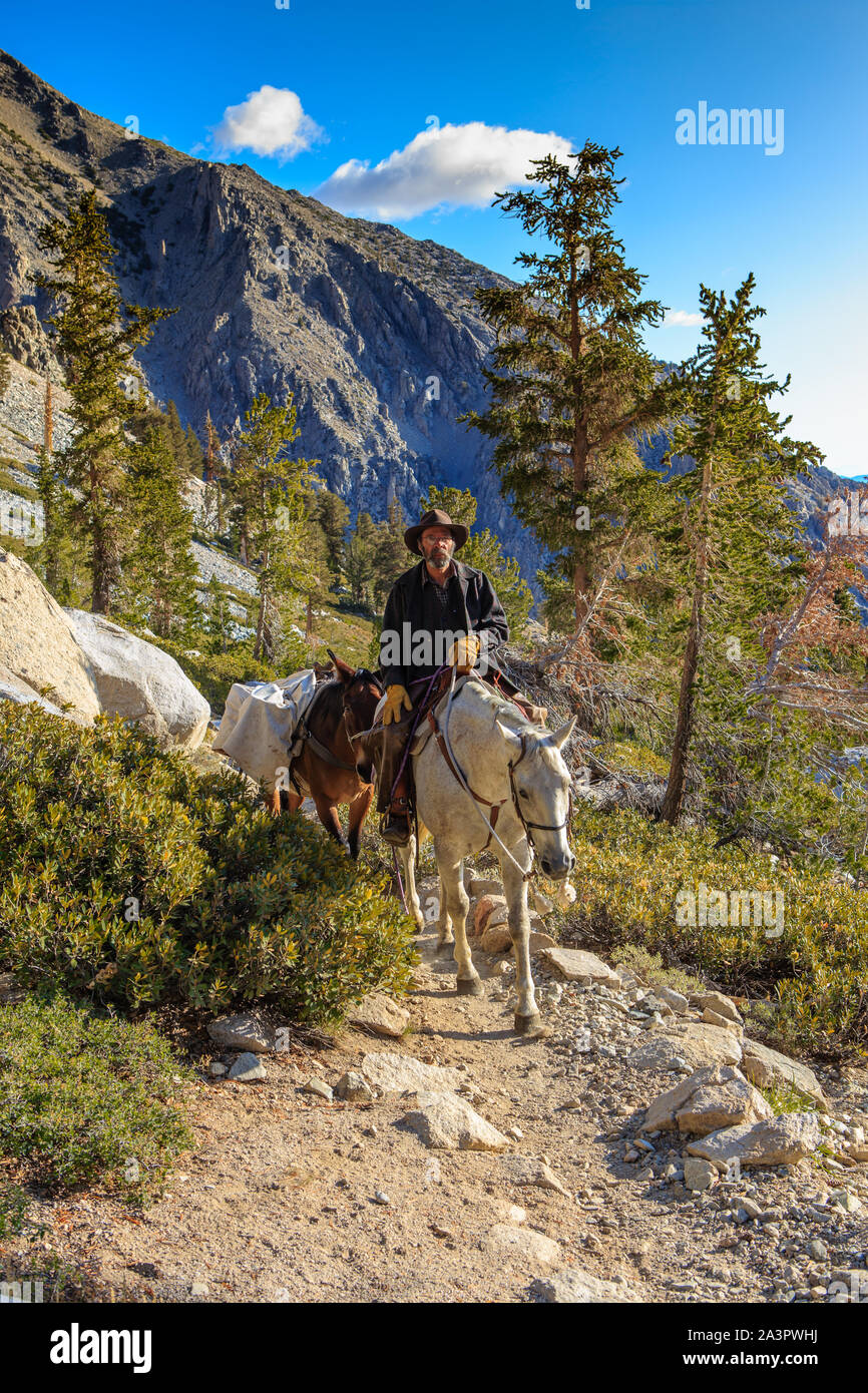 Amerikanische Sattelpferde Stockfotos und -bilder Kaufen - Alamy