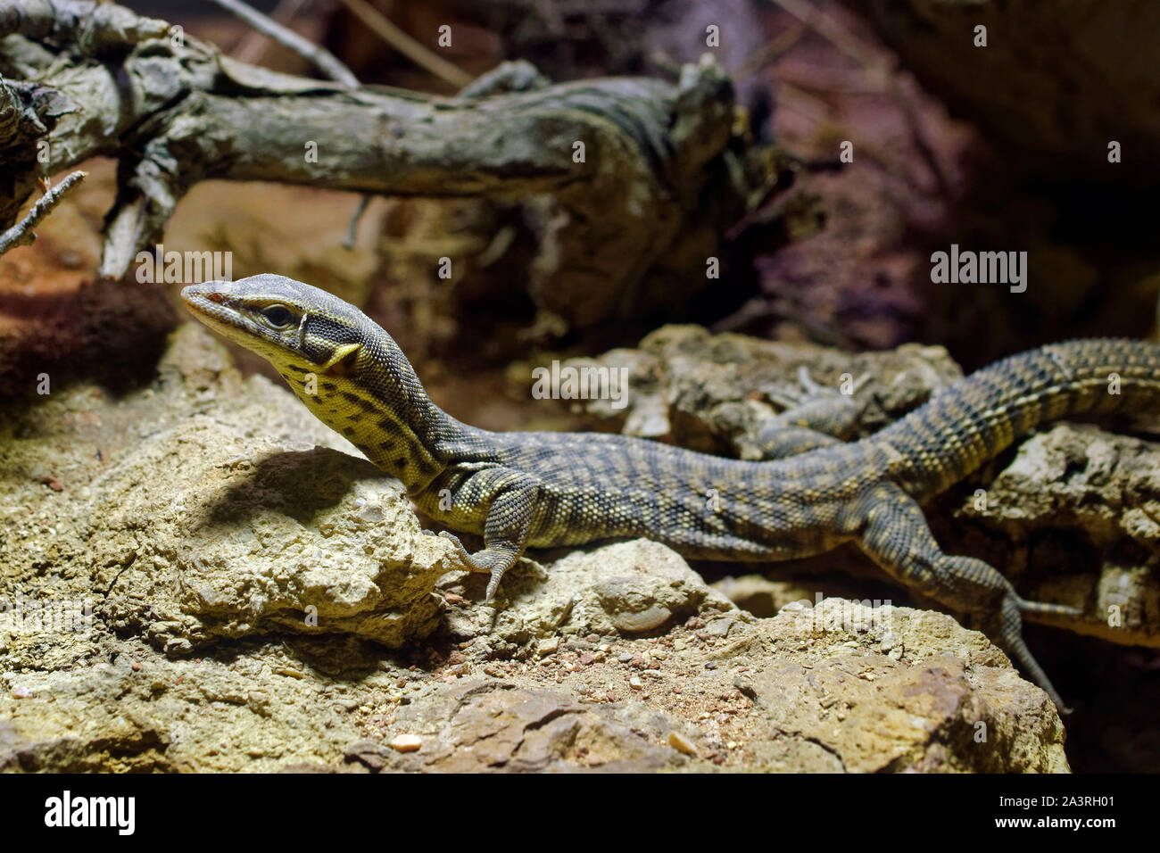 Spiny tailed monitor -Fotos und -Bildmaterial in hoher Auflösung – Alamy