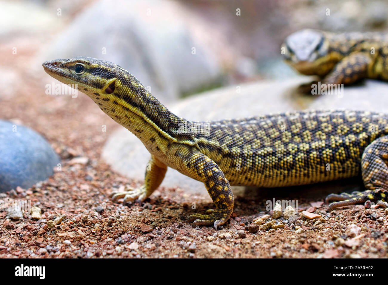 Spiny tailed monitor -Fotos und -Bildmaterial in hoher Auflösung – Alamy