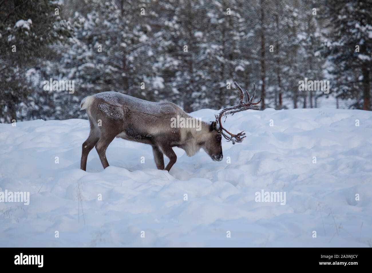 Einsame Rentier Rangifer tarandus im Profil für Essen im dicken Schnee ...