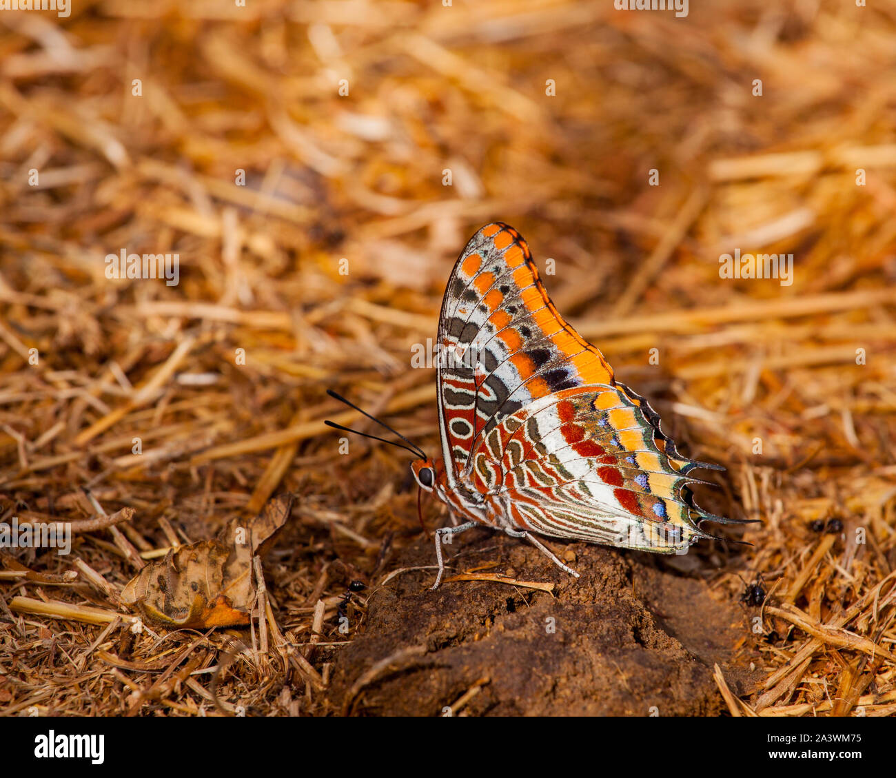 Griechenland schmetterling -Fotos und -Bildmaterial in hoher Auflösung ...