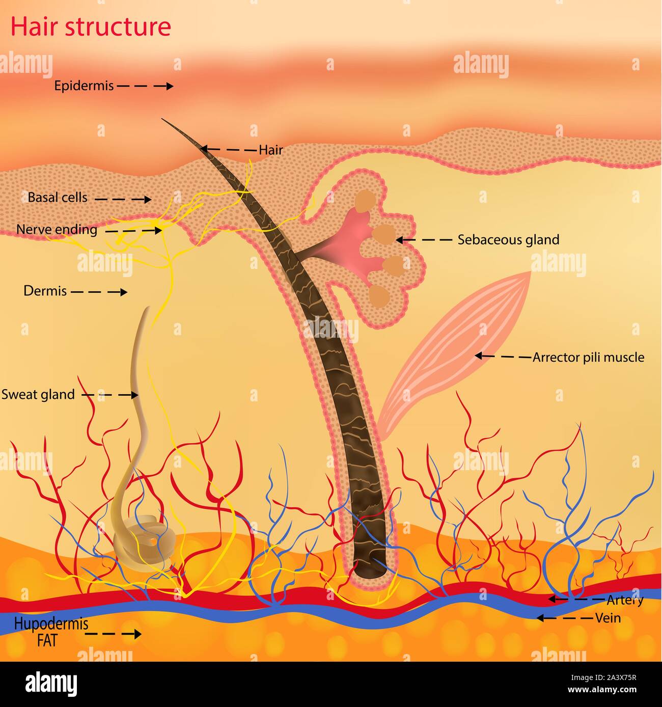 Die anatomische Struktur der Haare auf dem Kopf einer Person unter ...