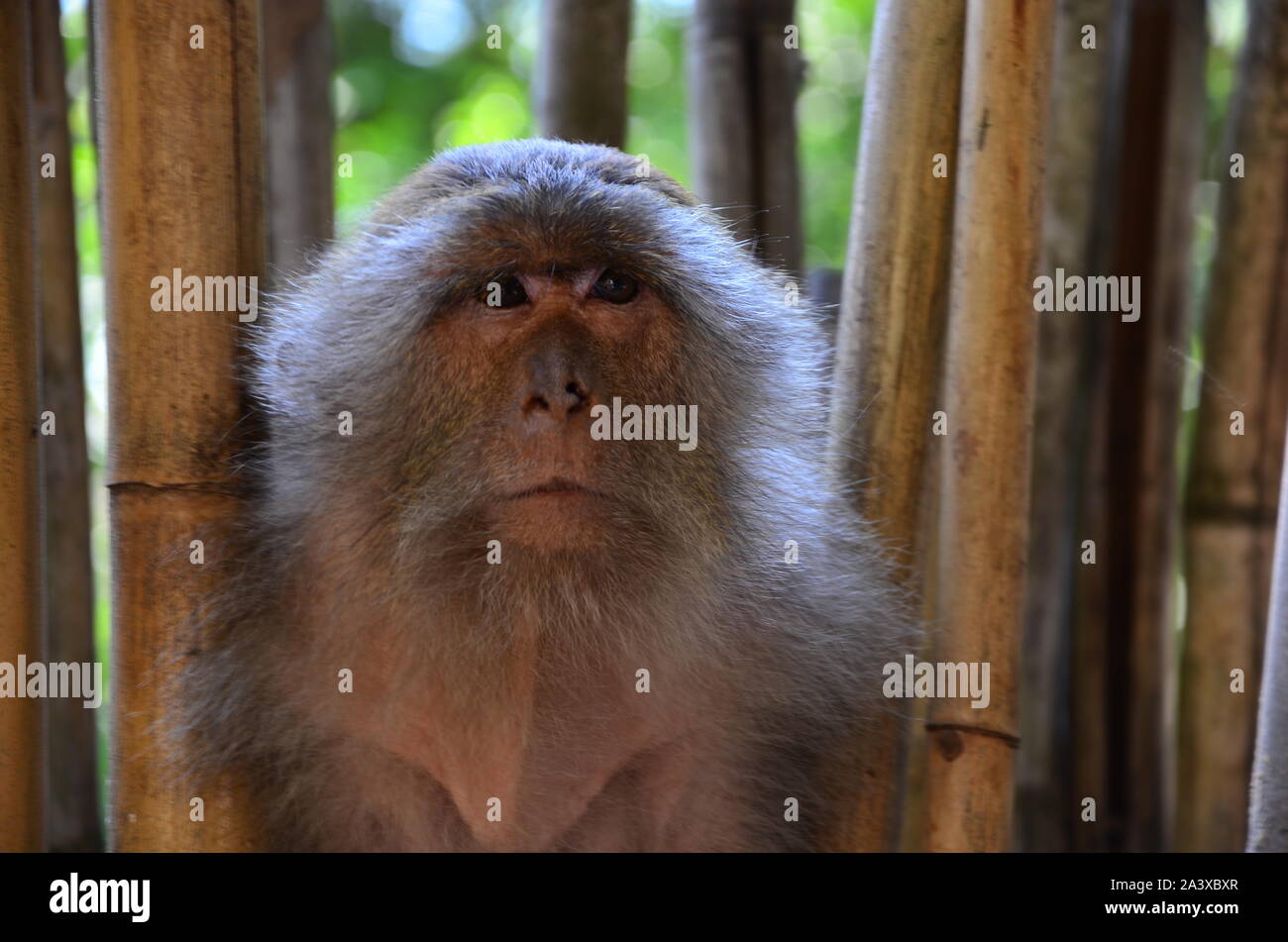 Schwarzer affe orange -Fotos und -Bildmaterial in hoher Auflösung – Alamy