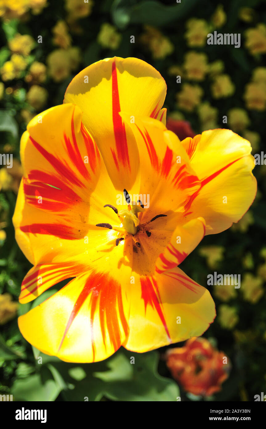 Forefront Blick auf eine gelbe und rote Tulpe, wo man Filamente, antheren und ein Herz auf dem ...