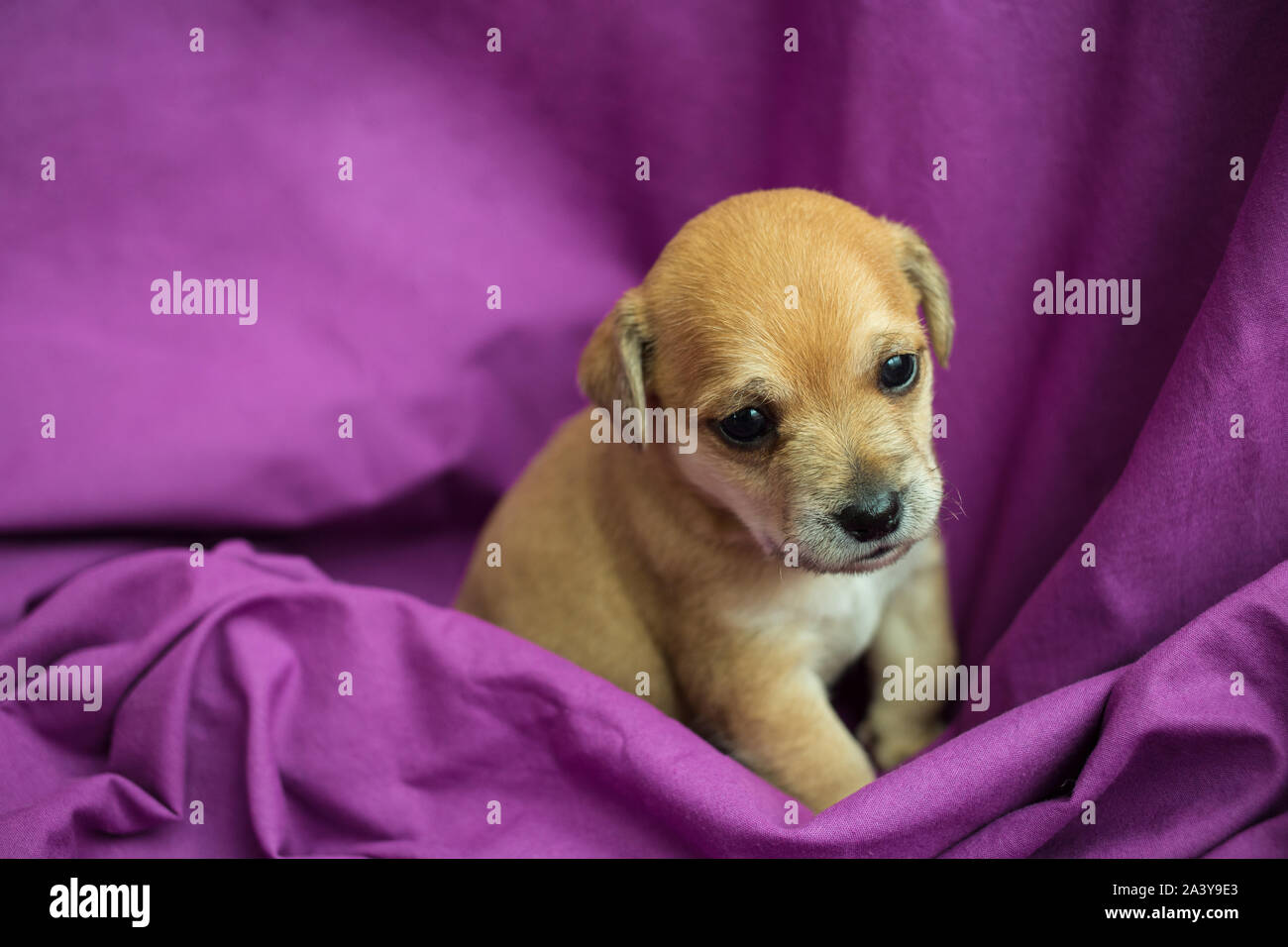 Hund mit falten -Fotos und -Bildmaterial in hoher Auflösung – Alamy