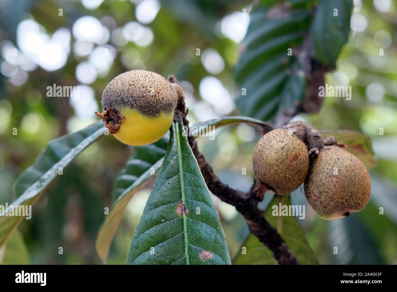 Krankheiten der mispel -Fotos und -Bildmaterial in hoher Auflösung – Alamy