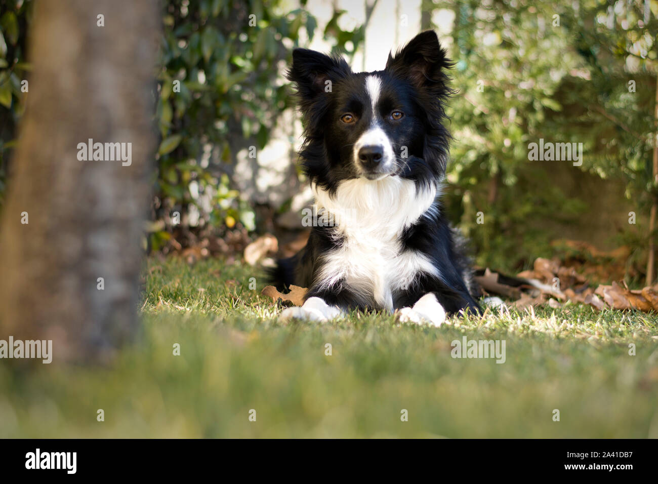 Eine süße Border Collie Welpen entspannt im Garten Stockfotografie - Alamy