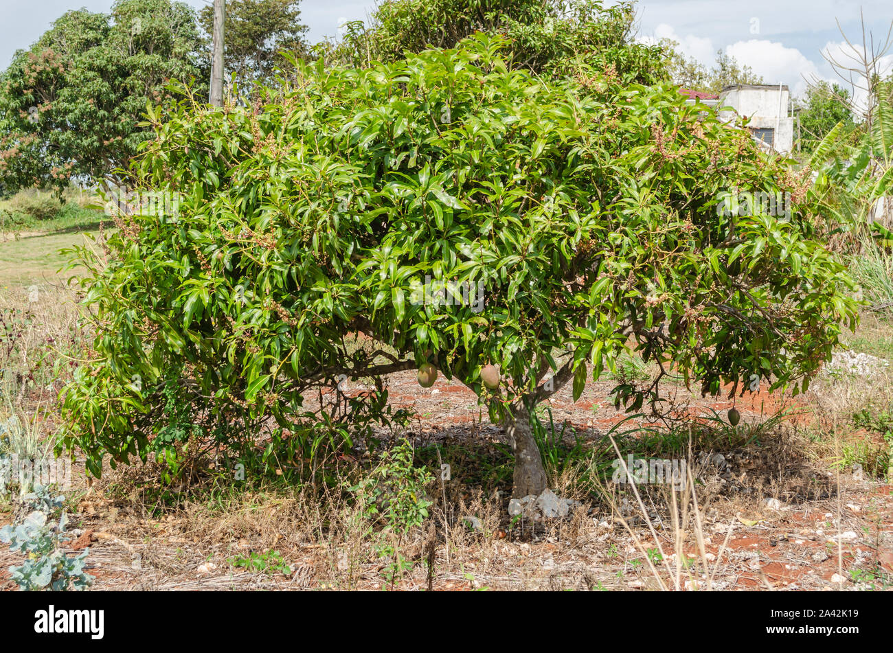 Julie mango -Fotos und -Bildmaterial in hoher Auflösung – Alamy