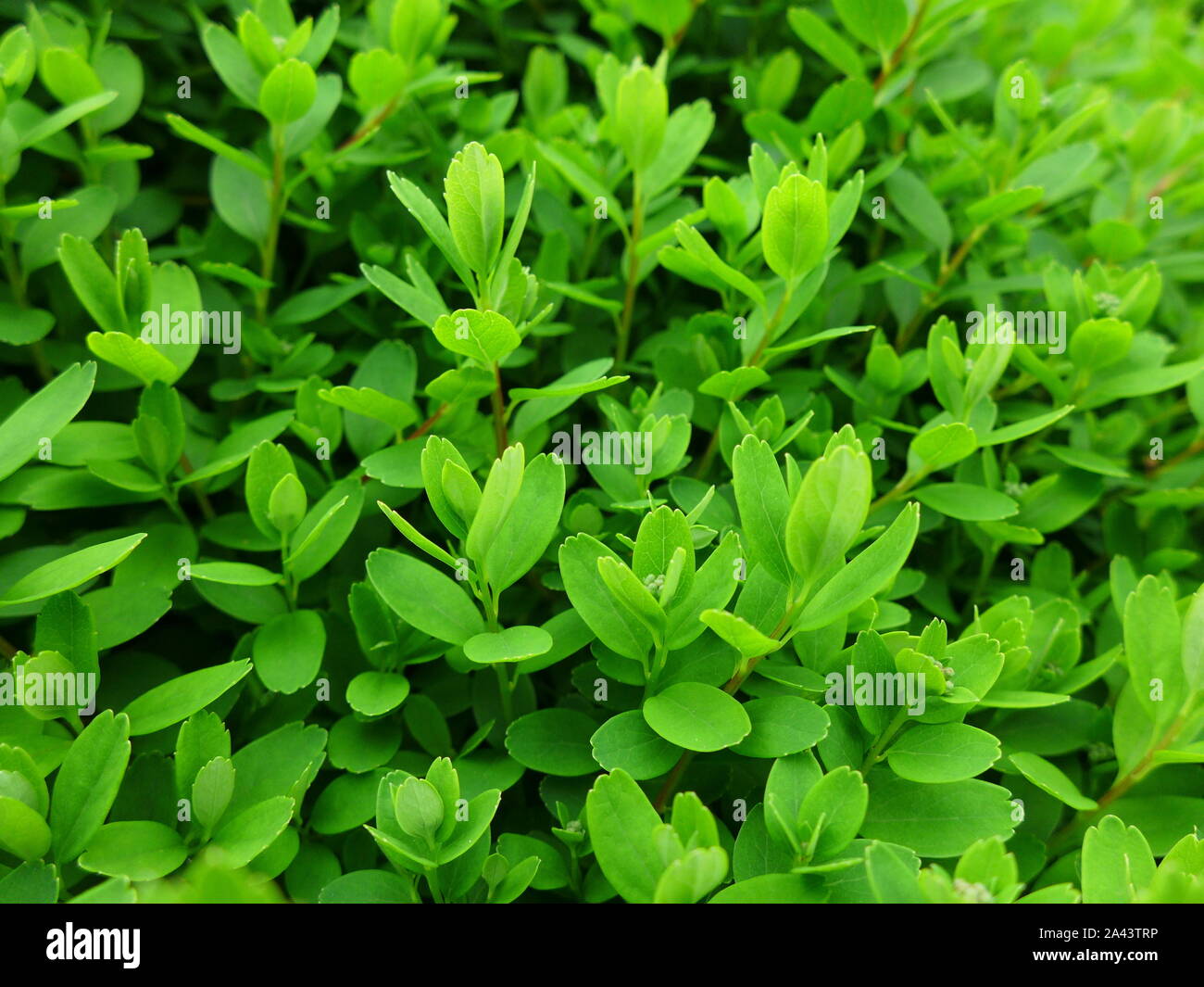 Buchsbaum strauch -Fotos und -Bildmaterial in hoher Auflösung – Alamy