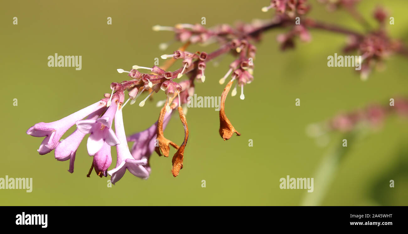 Makroaufnahme der welken Blüten Syringa josikaea, der Ungarische ...