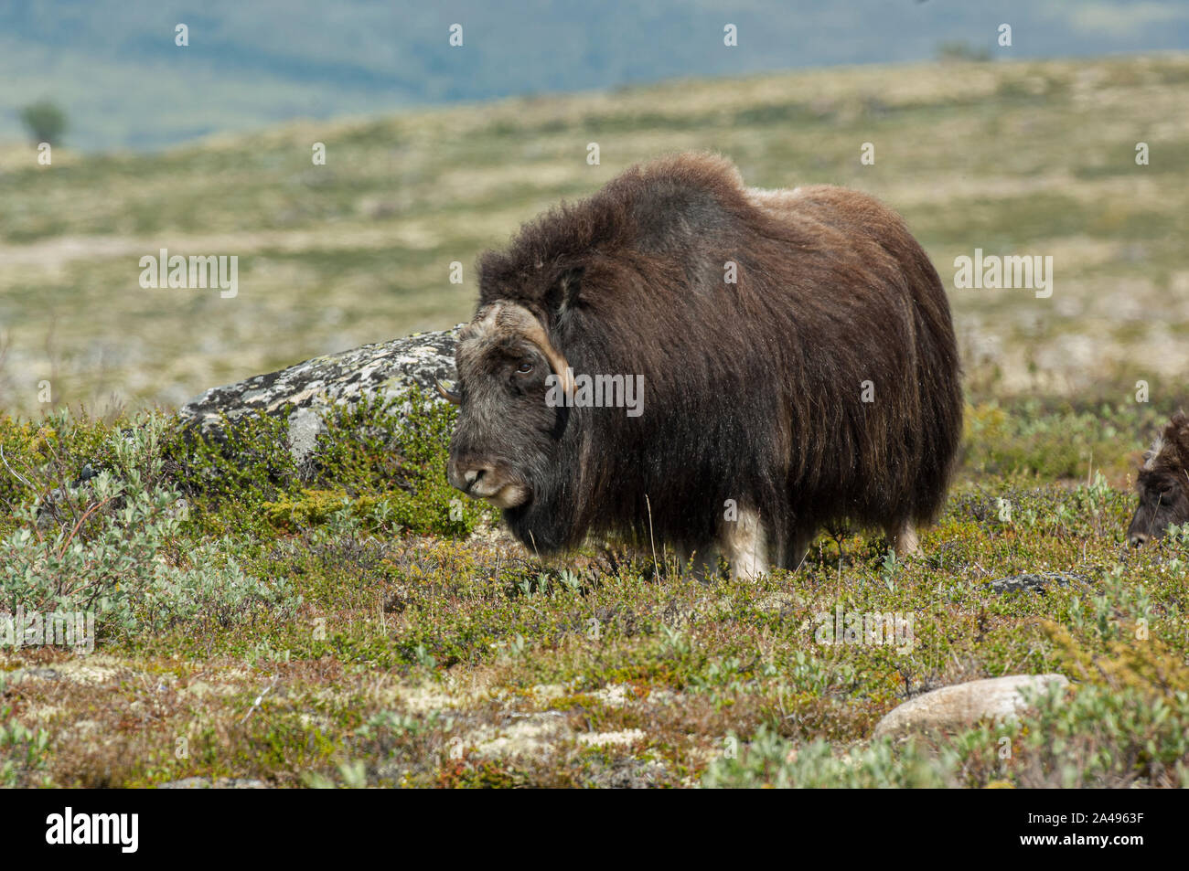 Moschusochse Fütterung auf die Tundra, Dovrefjell - Sunndalsfjella ...