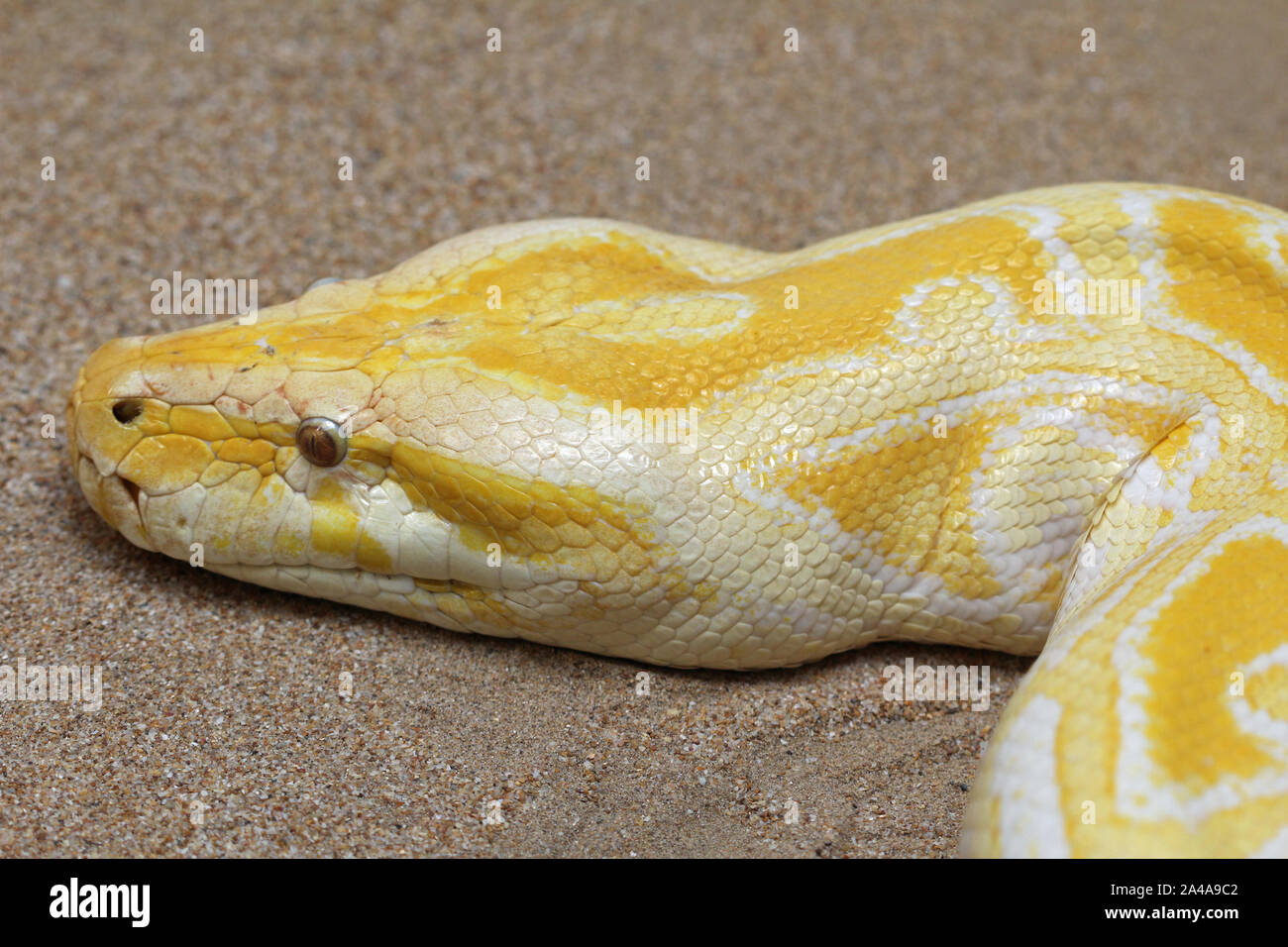 Dunkler tigerpython -Fotos und -Bildmaterial in hoher Auflösung – Alamy
