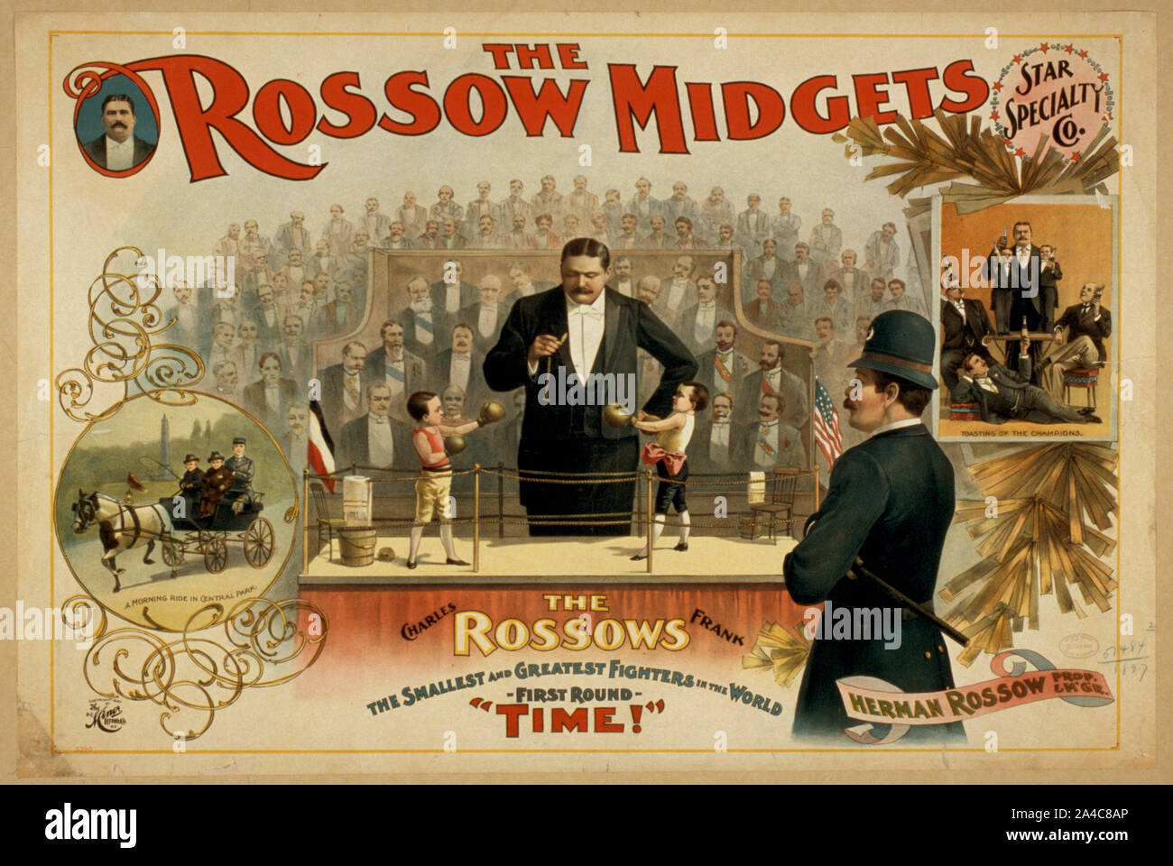 Rossow zwerge -Fotos und -Bildmaterial in hoher Auflösung – Alamy