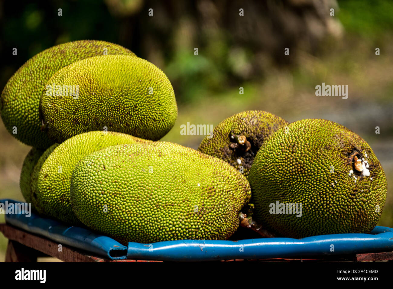 Jaca baum -Fotos und -Bildmaterial in hoher Auflösung – Alamy
