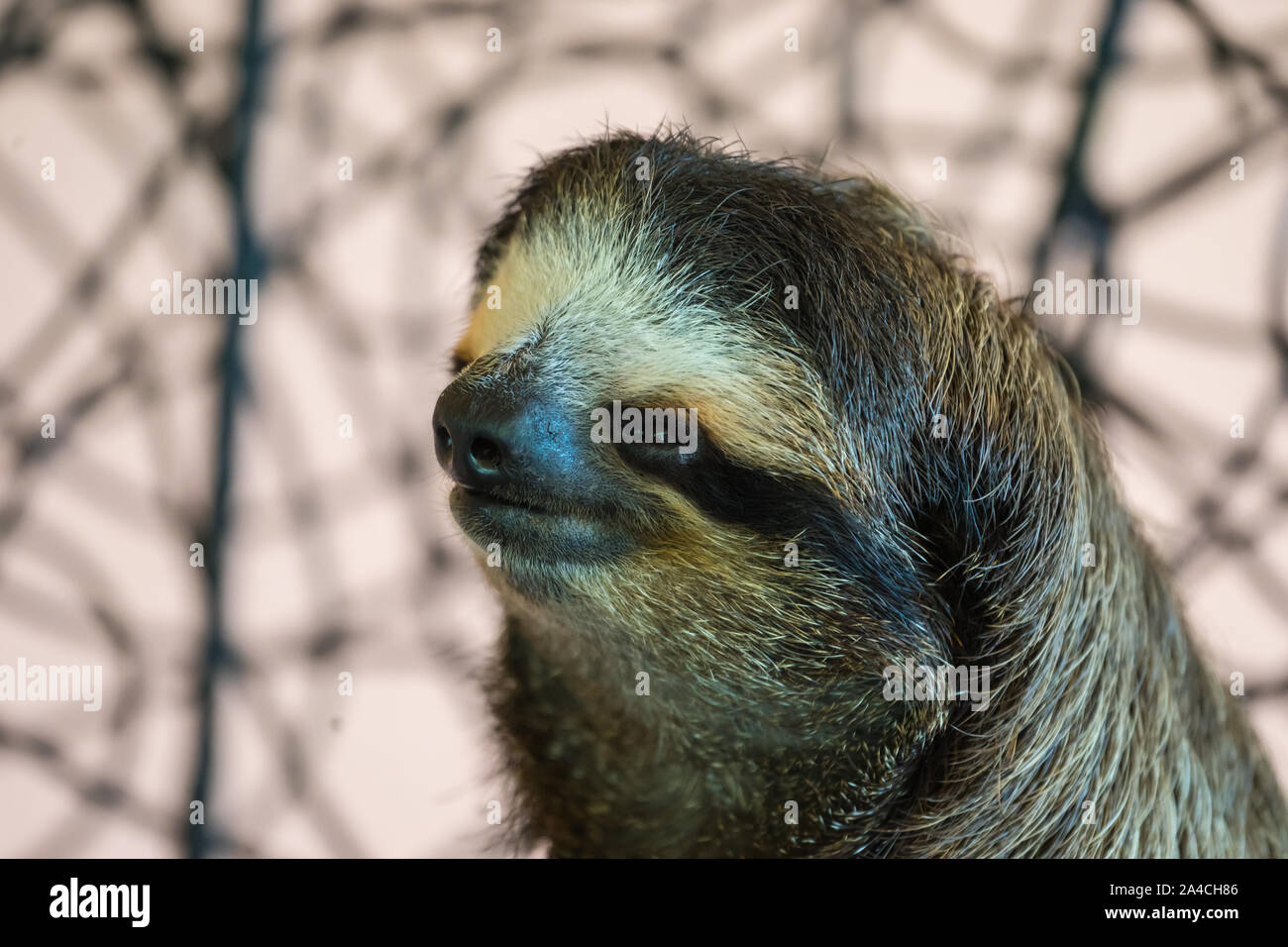 Dreizehige faultiere -Fotos und -Bildmaterial in hoher Auflösung – Alamy