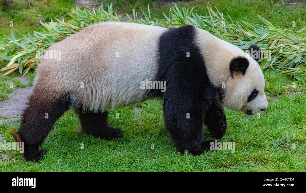 Panda walking not red -Fotos und -Bildmaterial in hoher Auflösung ...