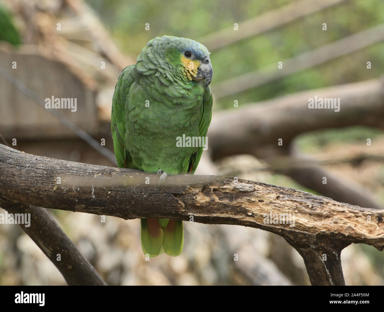 Papagei amazona amazonica -Fotos und -Bildmaterial in hoher Auflösung – Alamy