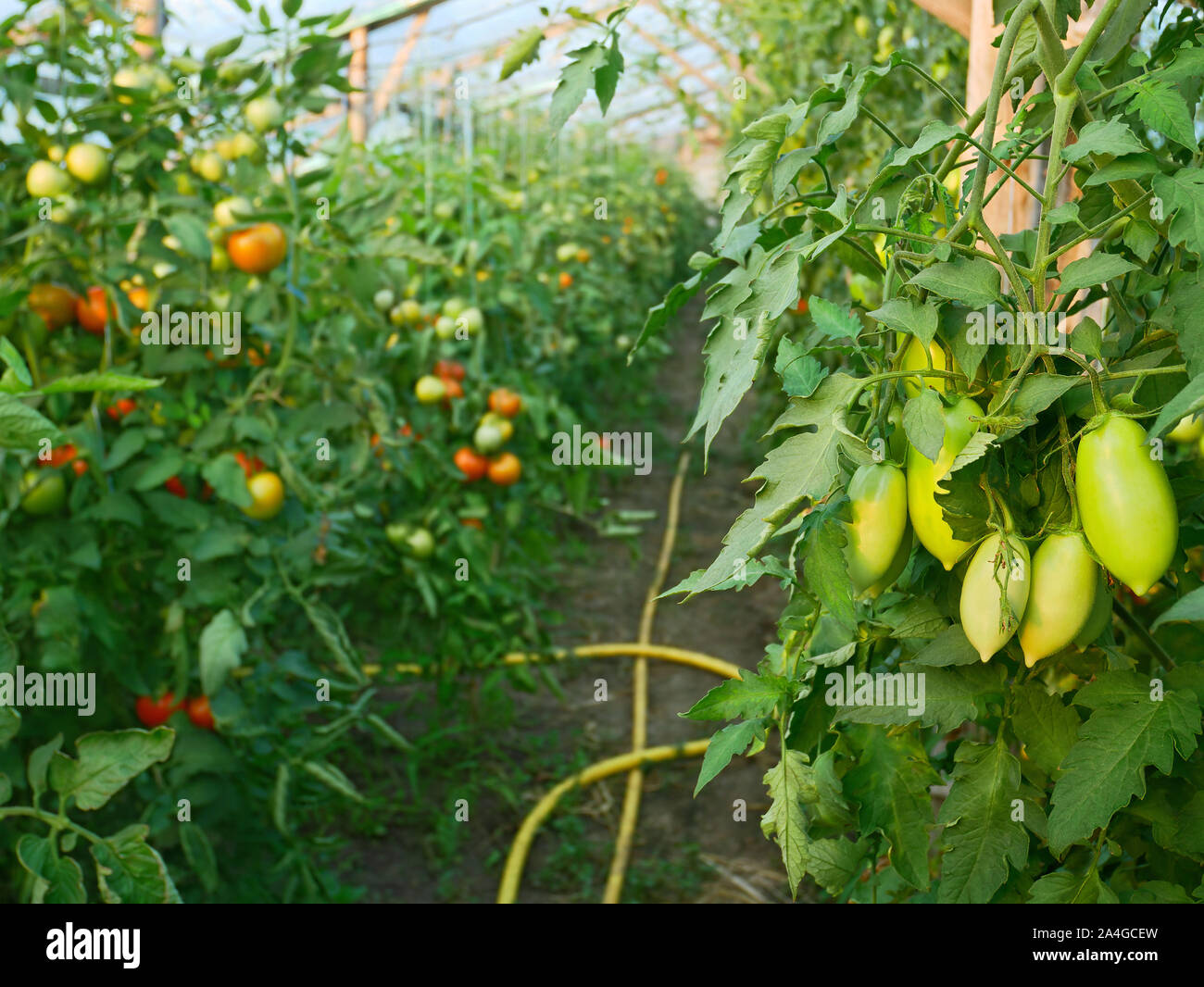 Faszinierend Tomaten Gewachshaus Holz Bilder