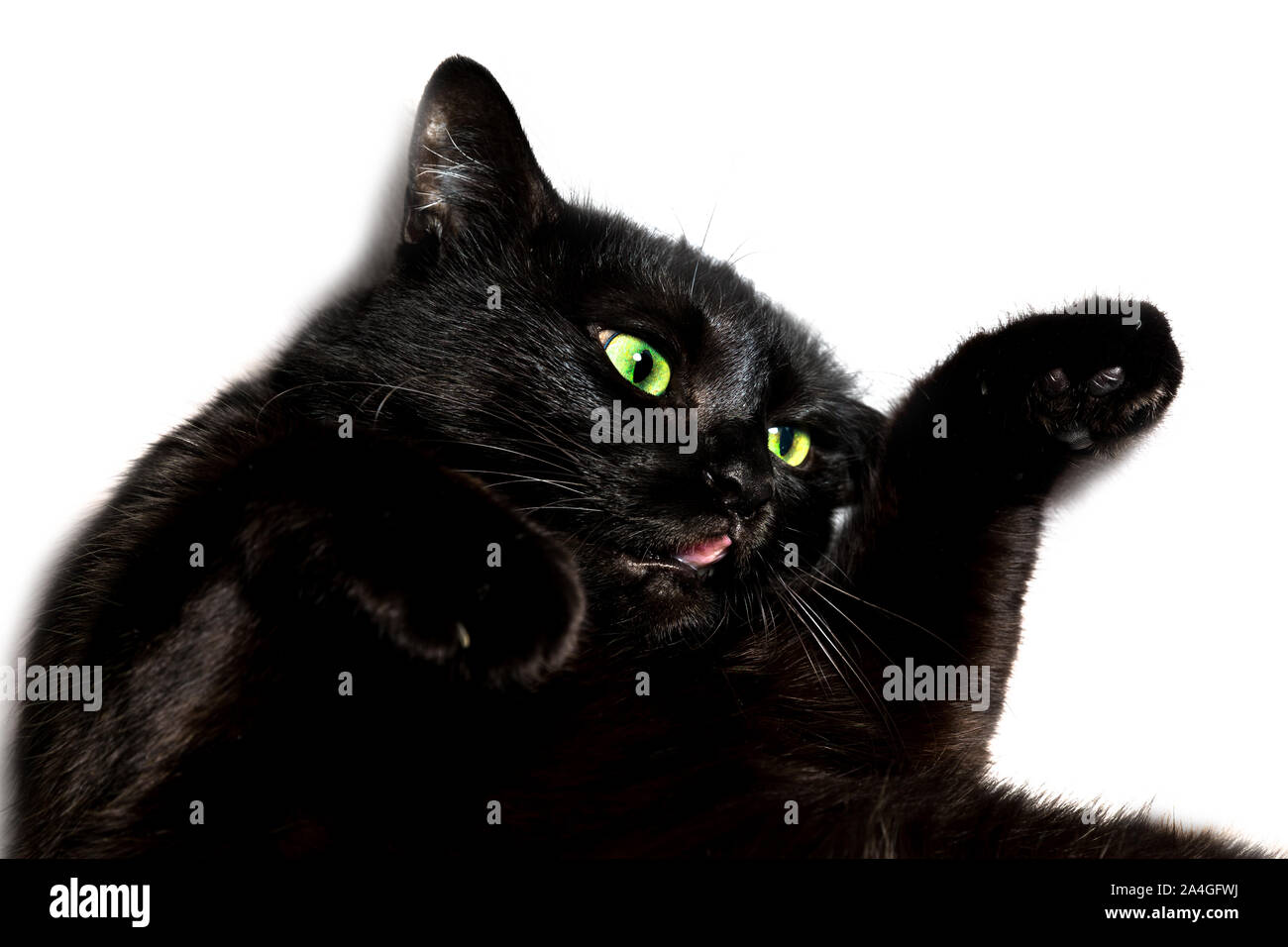 Offener mund katze schlafen -Fotos und -Bildmaterial in hoher Auflösung ...