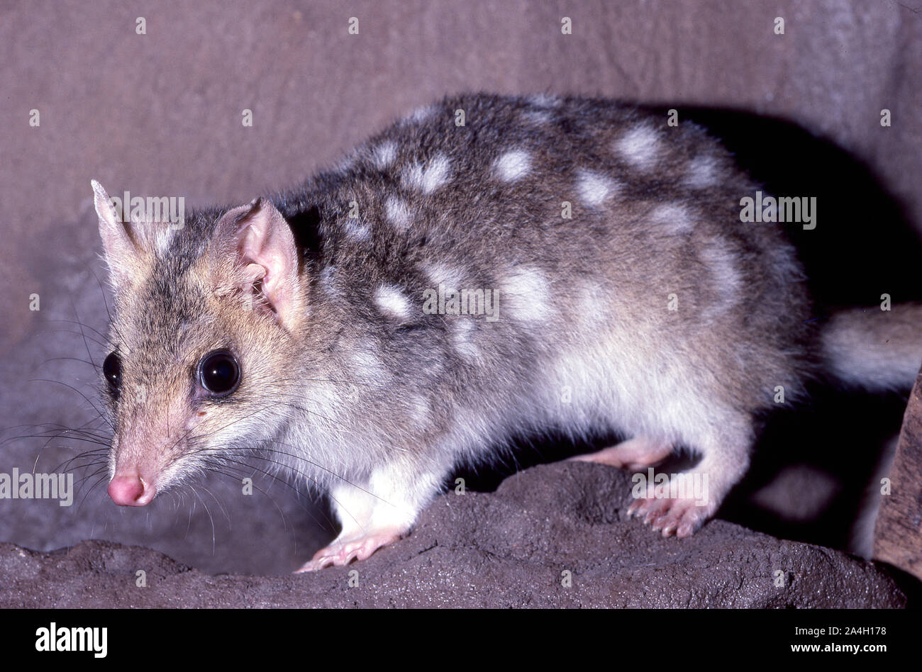 Dasyurus viverrinus -Fotos und -Bildmaterial in hoher Auflösung – Alamy