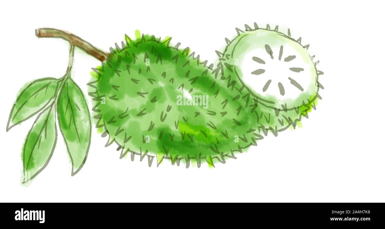 Aquarell Zeichnung eines Soursop auch, graviola, guyabano, Guanabana ...