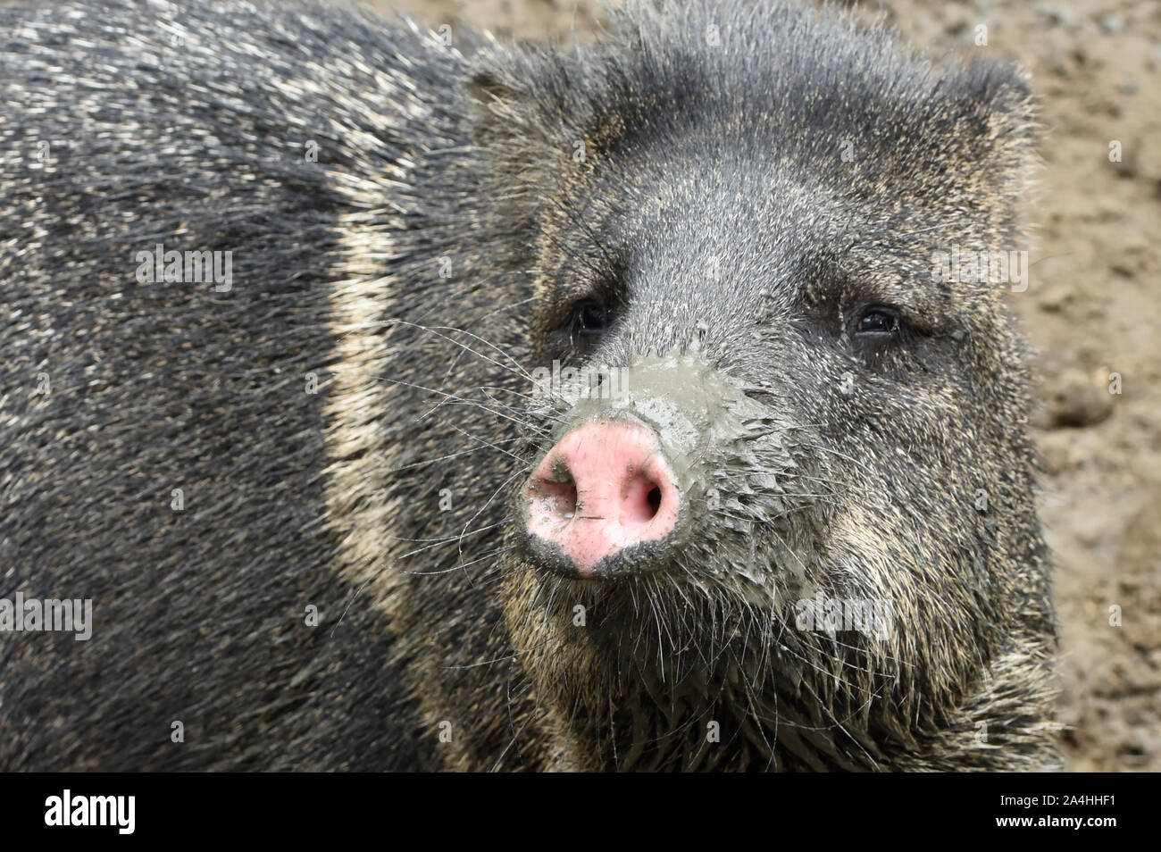 Collared pecari -Fotos und -Bildmaterial in hoher Auflösung – Alamy