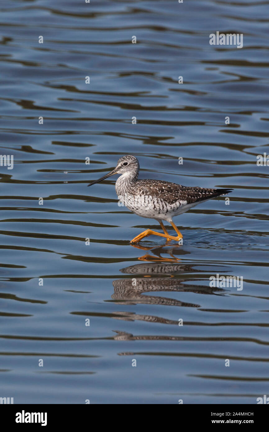 Waten welligkeit -Fotos und -Bildmaterial in hoher Auflösung – Alamy