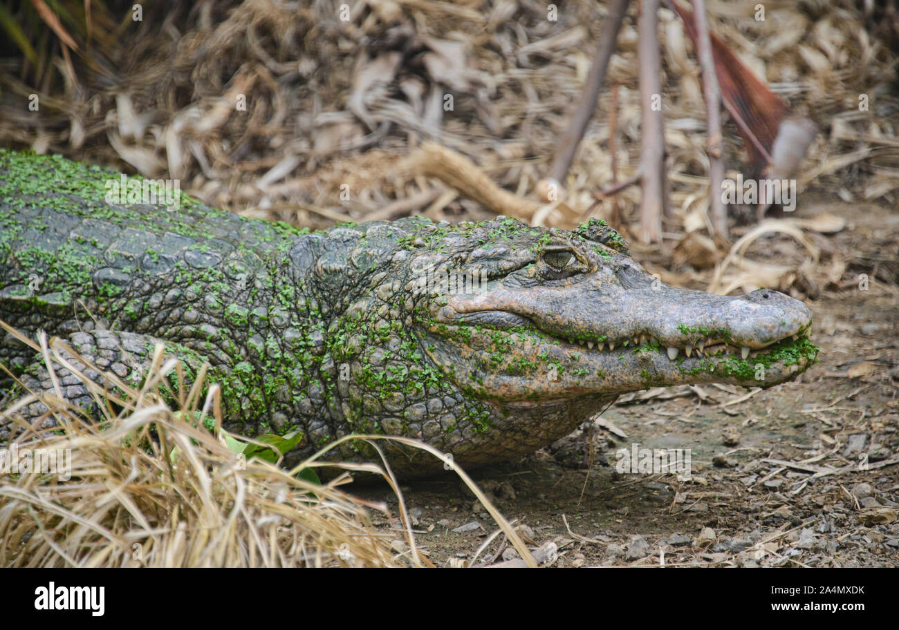 Schwarze kaimane -Fotos und -Bildmaterial in hoher Auflösung – Alamy