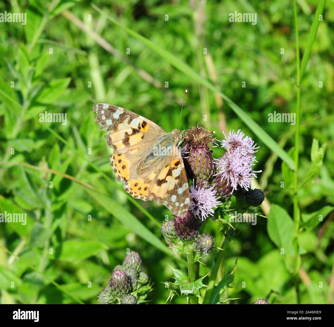 Papilio bella donna -Fotos und -Bildmaterial in hoher Auflösung – Alamy