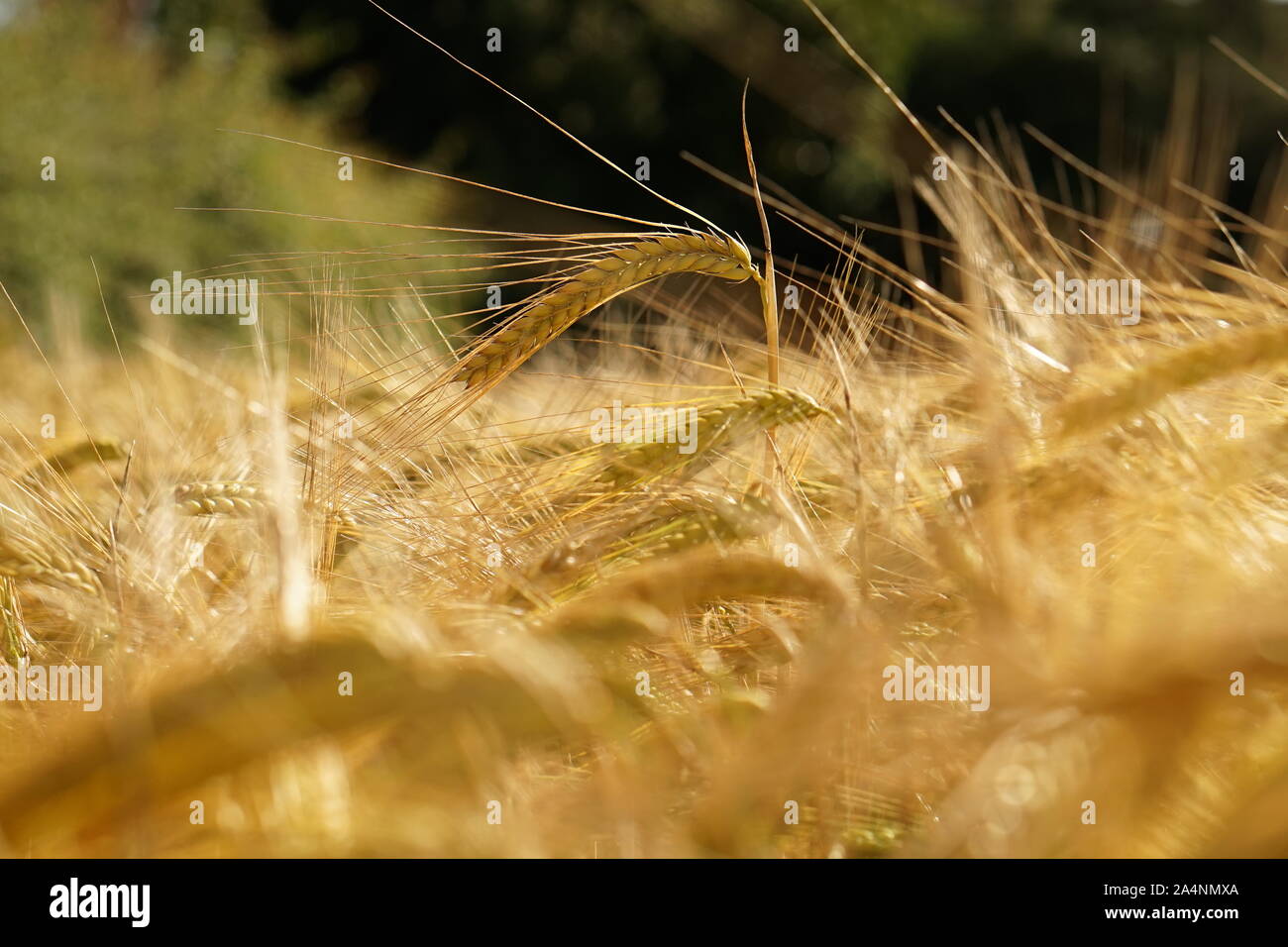 Grain heads -Fotos und -Bildmaterial in hoher Auflösung – Alamy