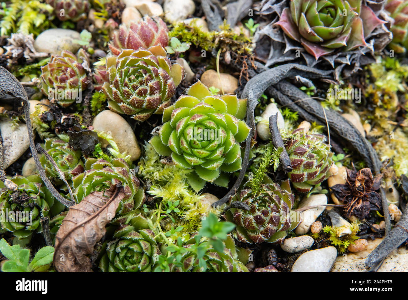 Sempervivum winter rot -Fotos und -Bildmaterial in hoher Auflösung – Alamy
