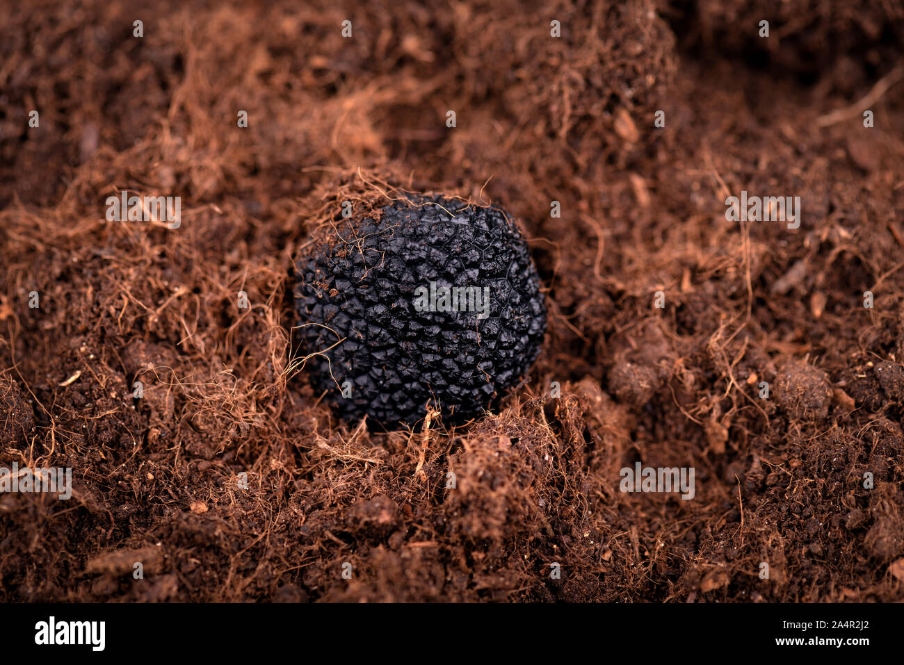 Truffle hunt -Fotos und -Bildmaterial in hoher Auflösung – Alamy