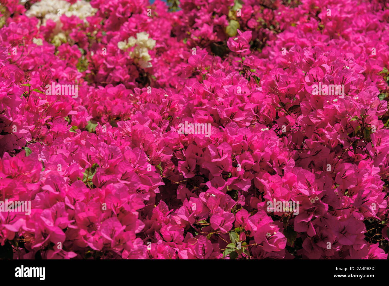 Bougainvillea blume indien -Fotos und -Bildmaterial in hoher Auflösung ...