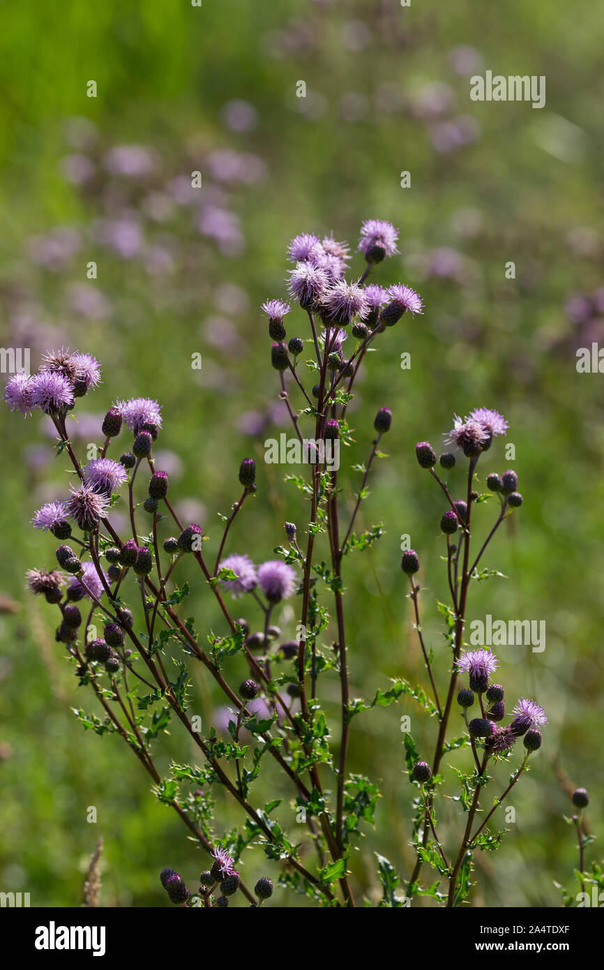 Acker-Kratzdistel, Ackerkratzdistel, Kratzdistel, Ackerdistel, Distel ...