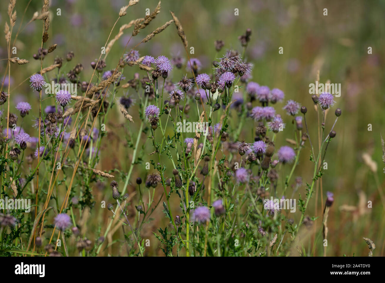 Acker-Kratzdistel, Ackerkratzdistel, Kratzdistel, Ackerdistel, Distel ...